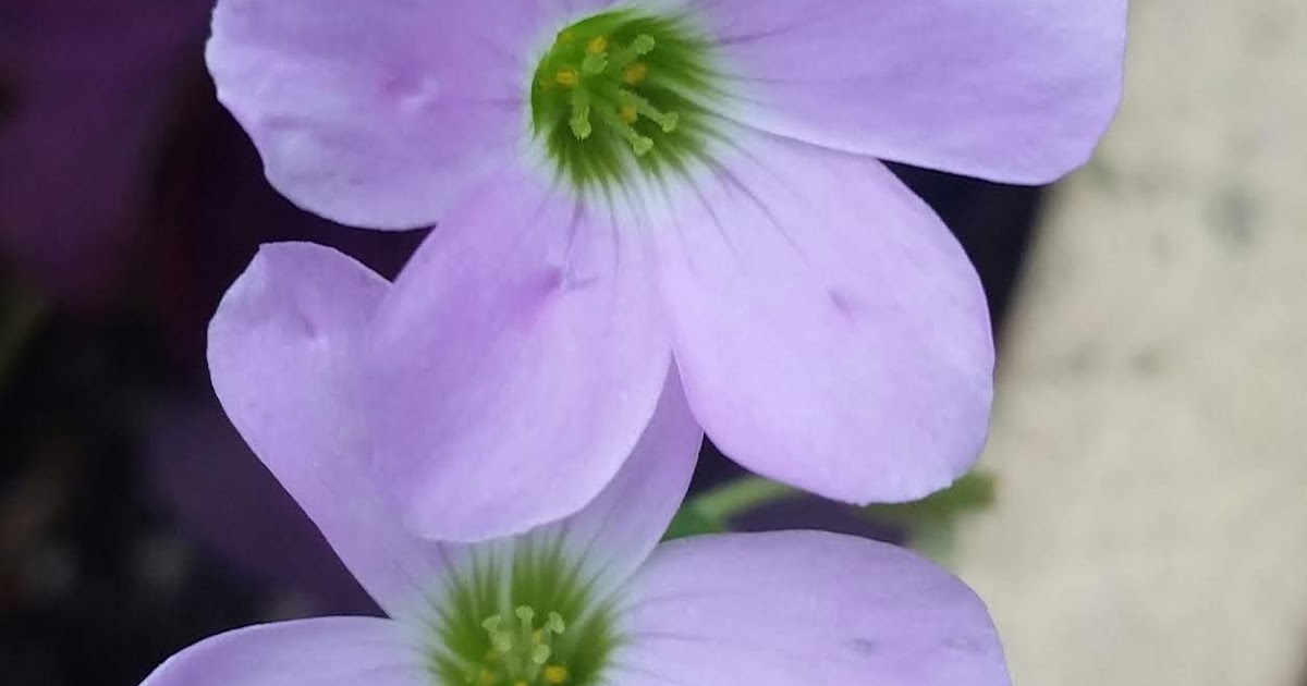 Warisan Petani: WW 89 : Bunga Pokok Rerama