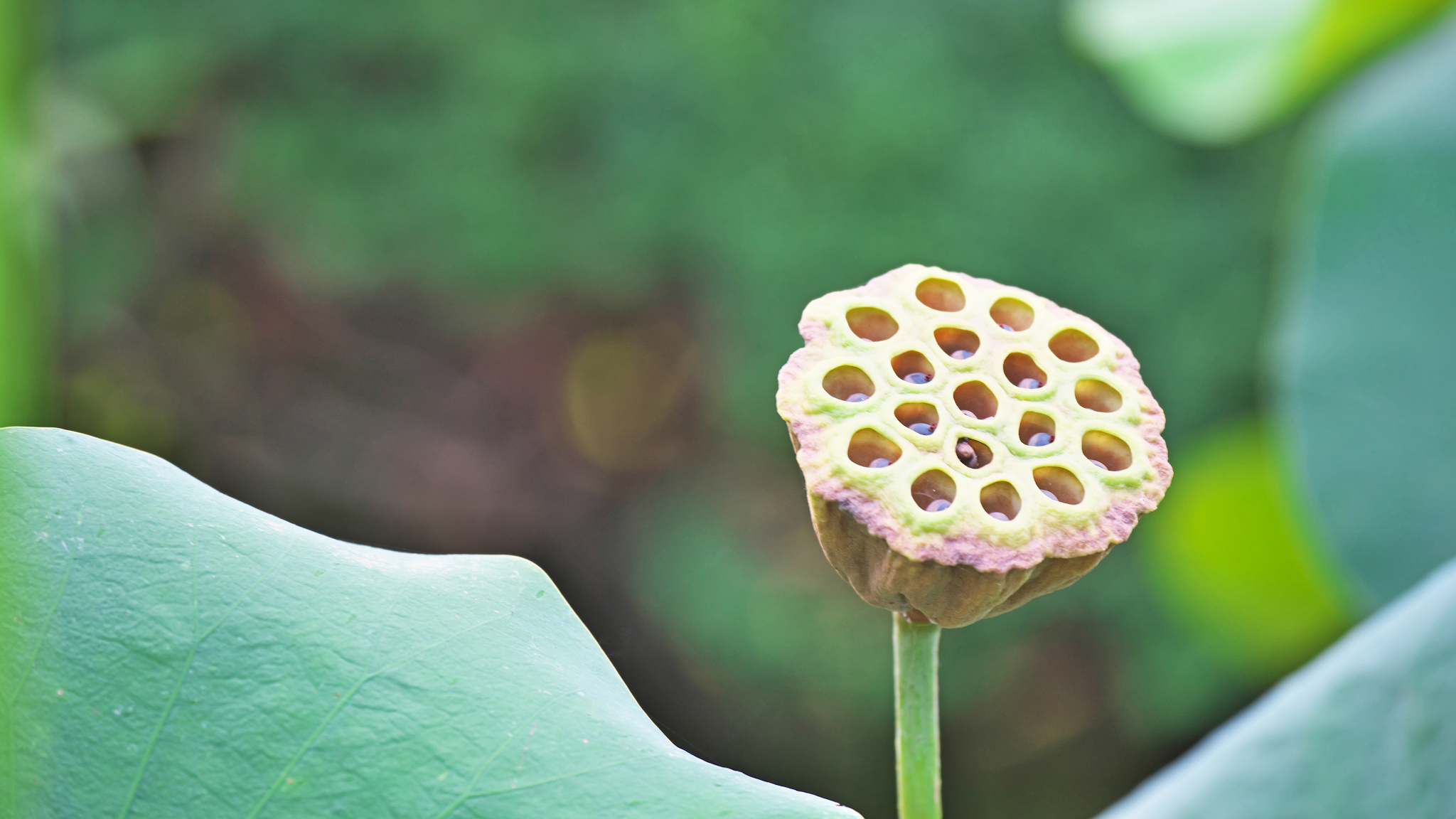 FOSSIL HUNTRESS: LOTUS FLOWER FRUIT