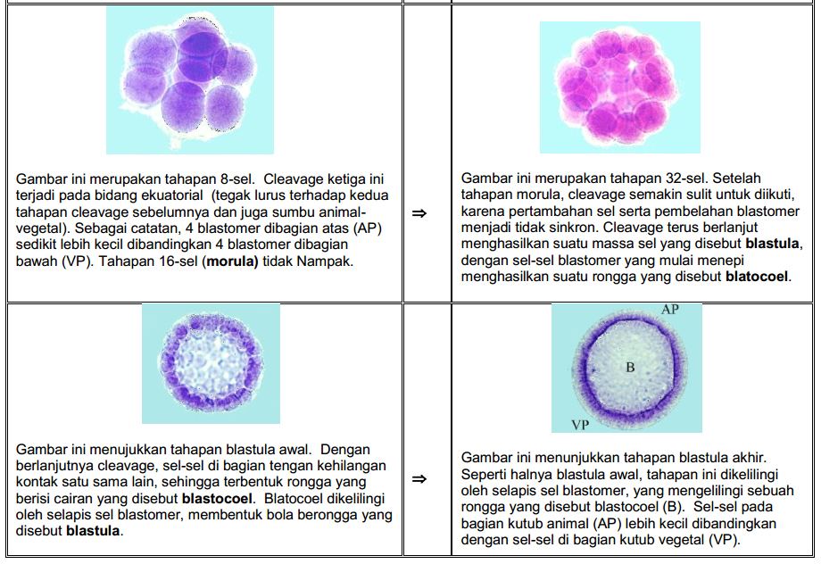 Perkembangan Awal Embrio Bintang Laut - Generasi Biologi