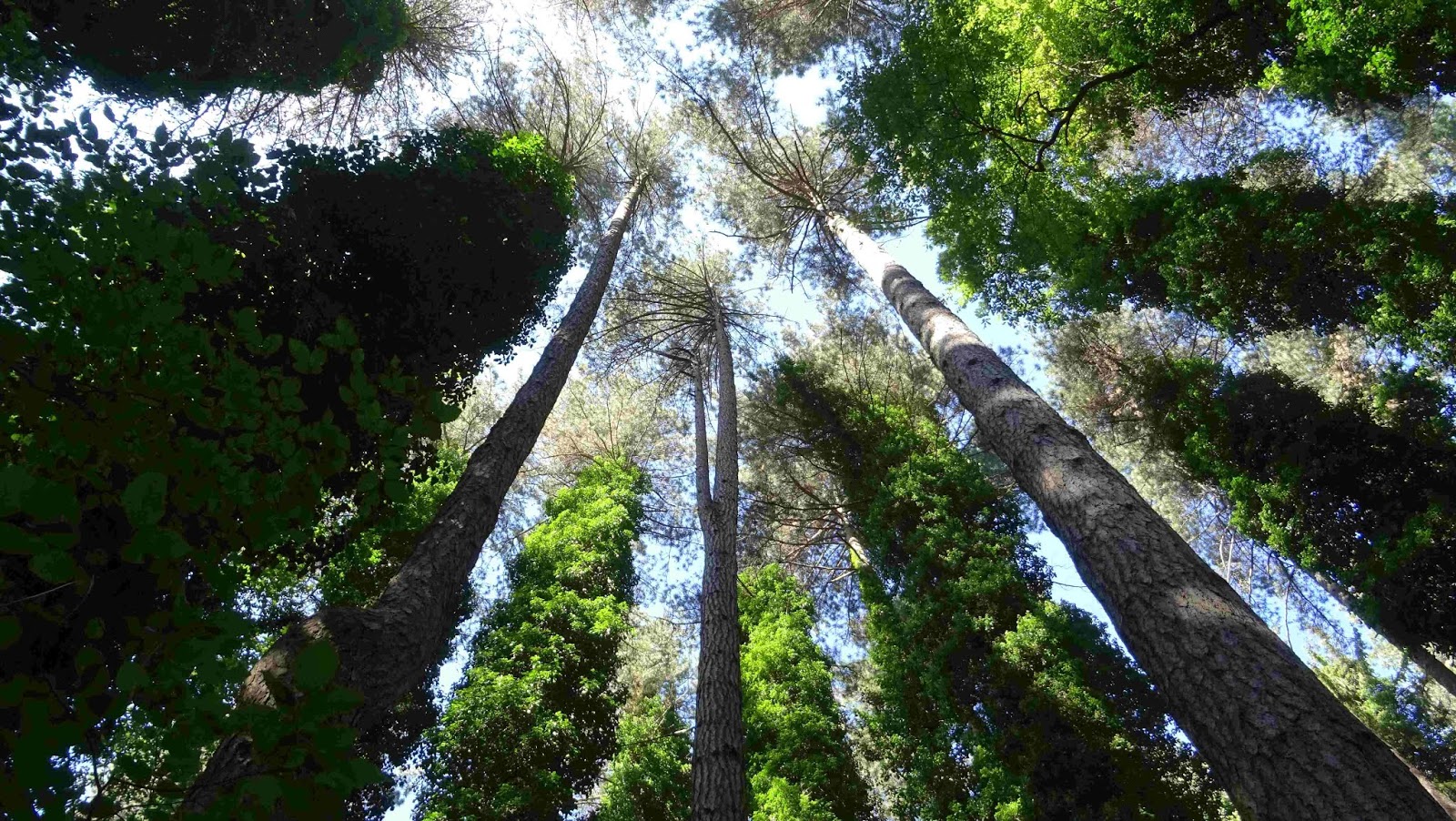 Gargano in September 8 Foresta Umbra