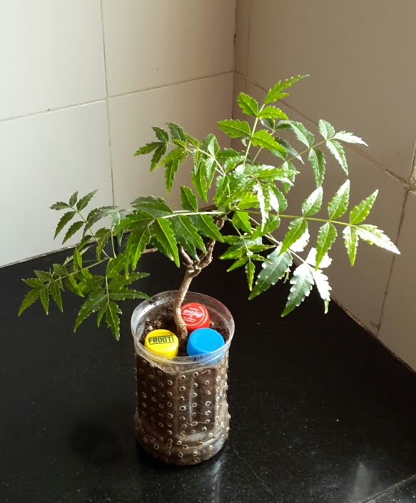 Instant - Bonsai - For - Everyone: Neem Tree No.2