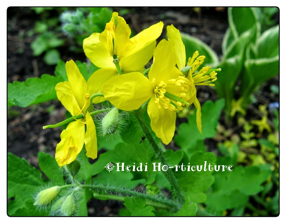 Heidi Horticulture: Stylophorum diphyllum AKA Wood Poppy
