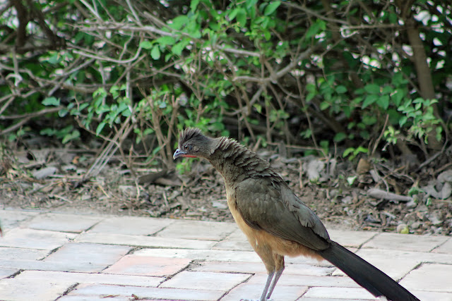 Birding Is Fun!: Plain Chachalaca