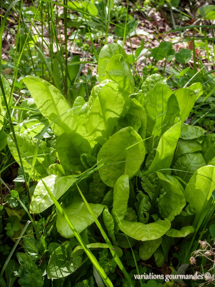 Tian de blettes à la Niçoise | Les Variations Gourmandes de Laurence