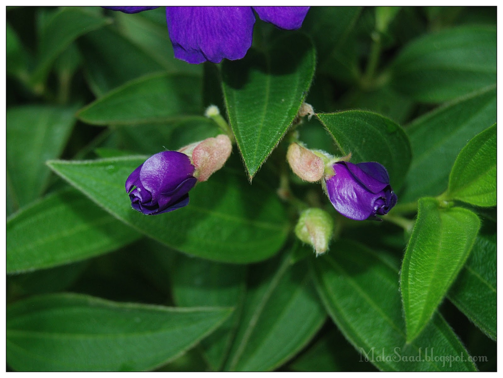 My Green Eye's: Senduduk Putih & Senduduk Biru.