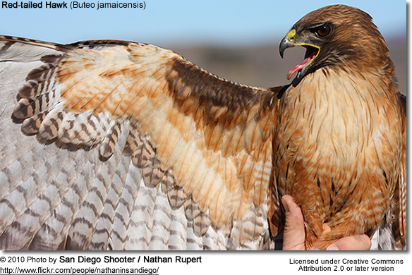West County Hawkwatch Raptor Research Group : Red-tailed Hawk ...