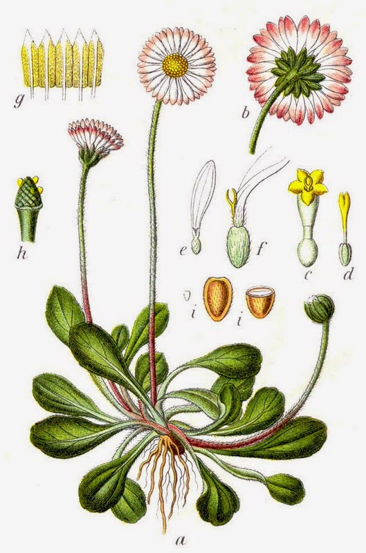 HOW TO GROW BELLIS PERENNIS FROM SEED |The Garden of Eaden