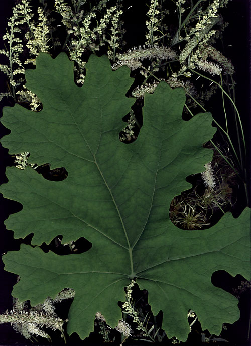 Loretta Flower: craig cramer