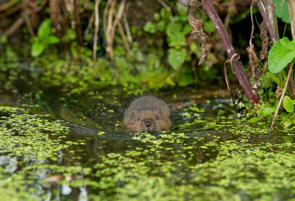 British Wildlife Centre ~ Keeper's Blog: Water Vole Babies