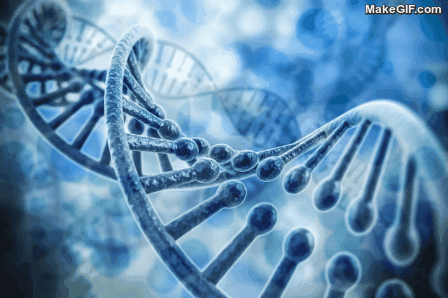 Manash (Subhaditya Edusoft): Human Male Reproductive Organs