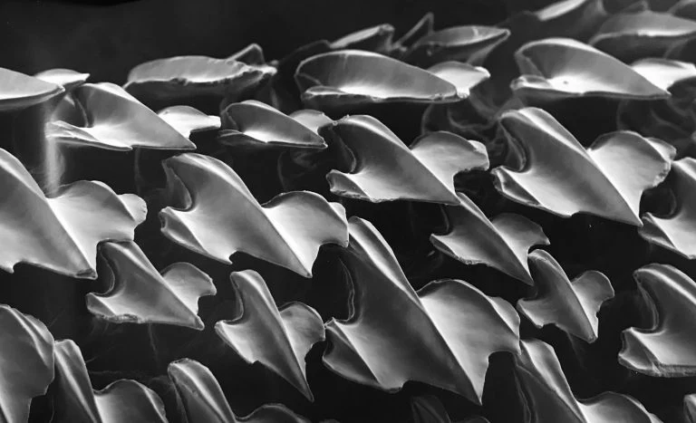 10 Amazing Facts about Shark skin You Probably Don't Know - Animalassic