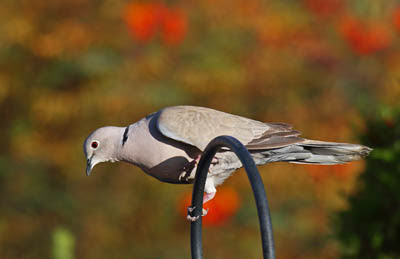 26 Backyard Birds To Know | Oklahoma