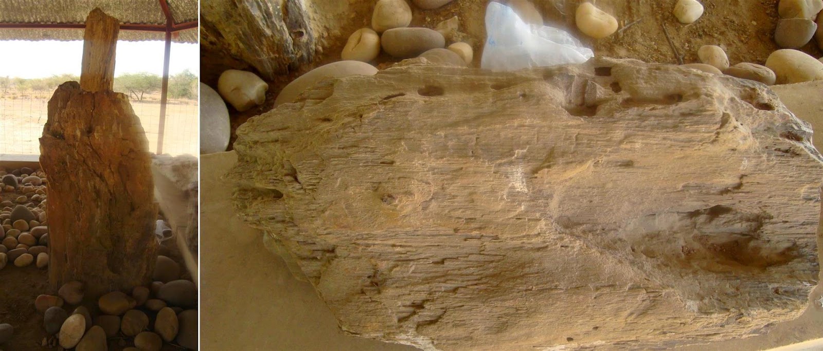 Akal Wood Fossil Park, Jaisalmer