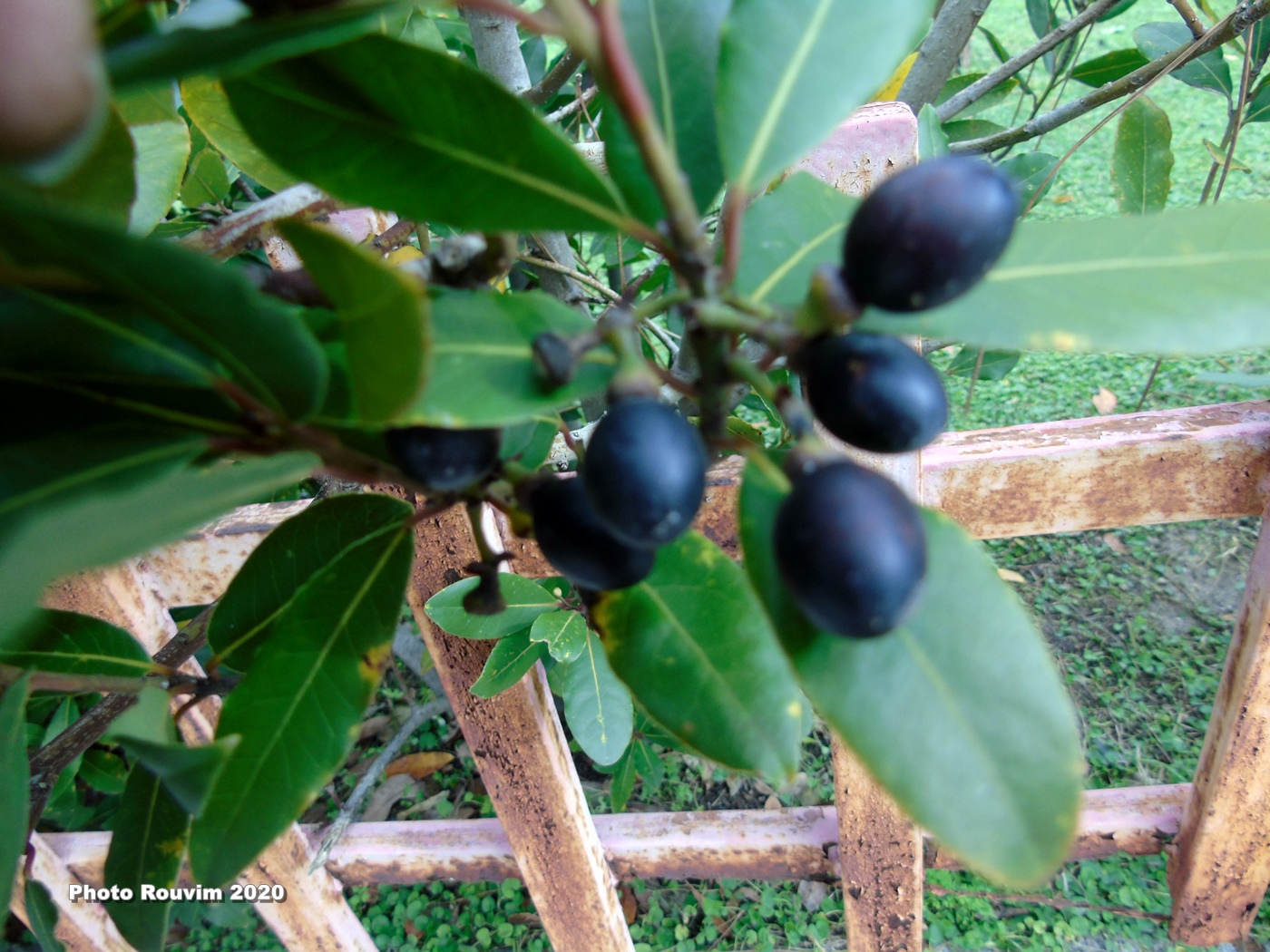 ΡΟΔΟΣυλλέκτης: Δάφνη: Ένα αρωματικό φυτό με θεραπευτικές δράσεις ...