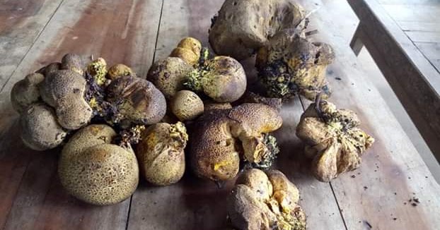 Jamur Melinjo Atau Jamur So Saat Ini Tembus Harga 70 Ribu Perkilo