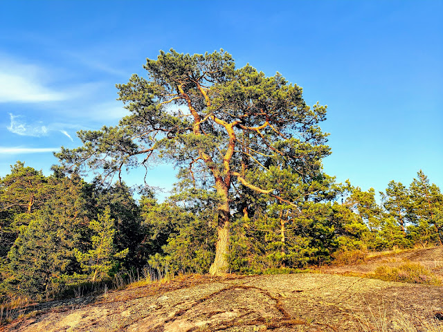 Hanikan luontopolku ja Kasavuori