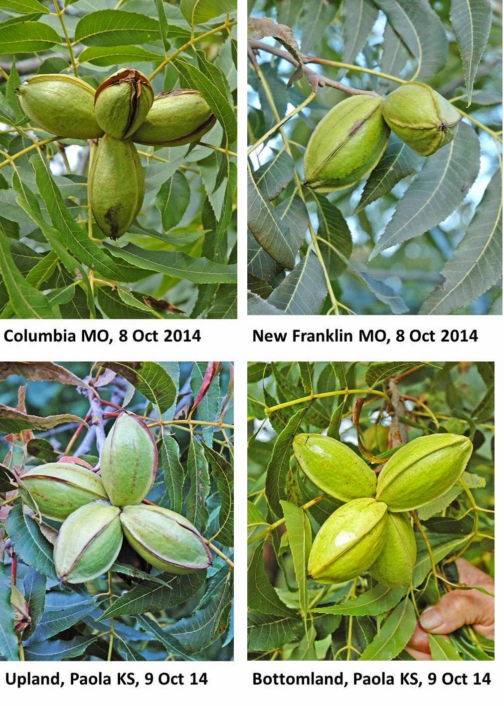 Northern Pecans: Shuck split acoss the midwest