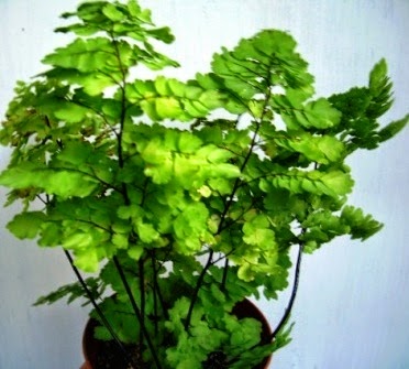 Cara Menanam dan Merawat Tanaman suplir yang Baik | BOS TANAMAN COM