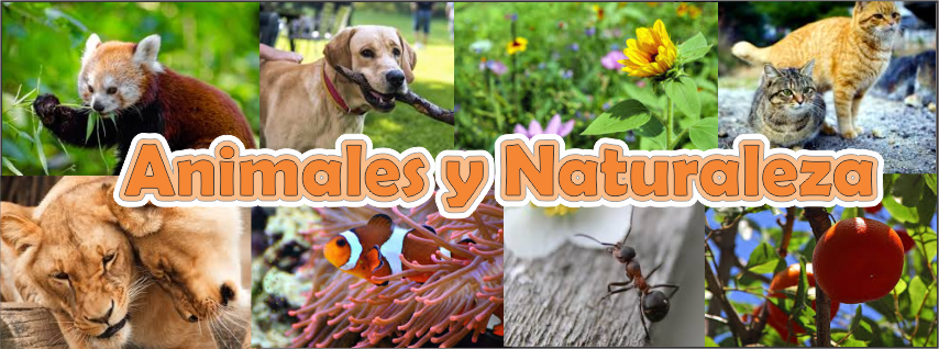 Animales y Naturaleza: Porque debemos tener un perro como mascota