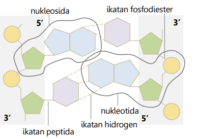 Wety Yuningsih: DNA (Materi Pertama Substansi Genetika Kelas 12 IPA ...