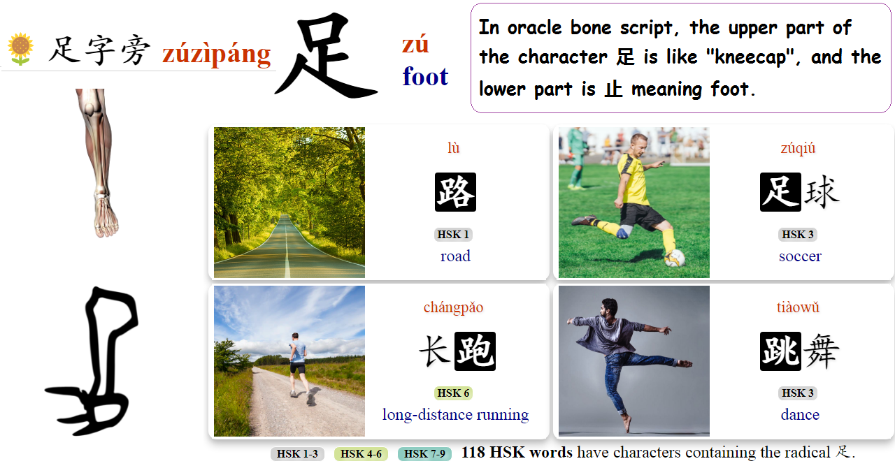每日中文 Daily Zhongwen: 【Part 1】 № 1 - 21 Chinese Radicals 汉字部首: 手, 爪, 足, 走