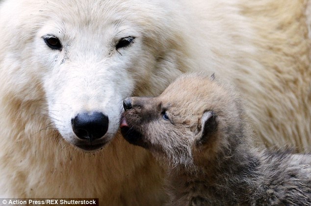 White Wolf : Newborn wolf's adorable attempts to wrestle with its mother
