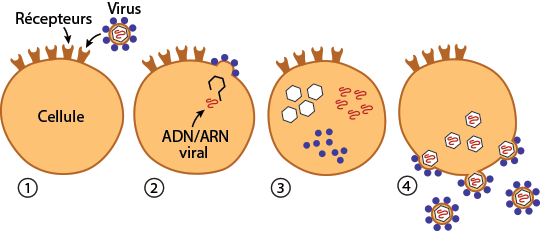 VOCE DI RUTALI... è d'altrò: Un virus, ça se multiplie comment ? (un ...
