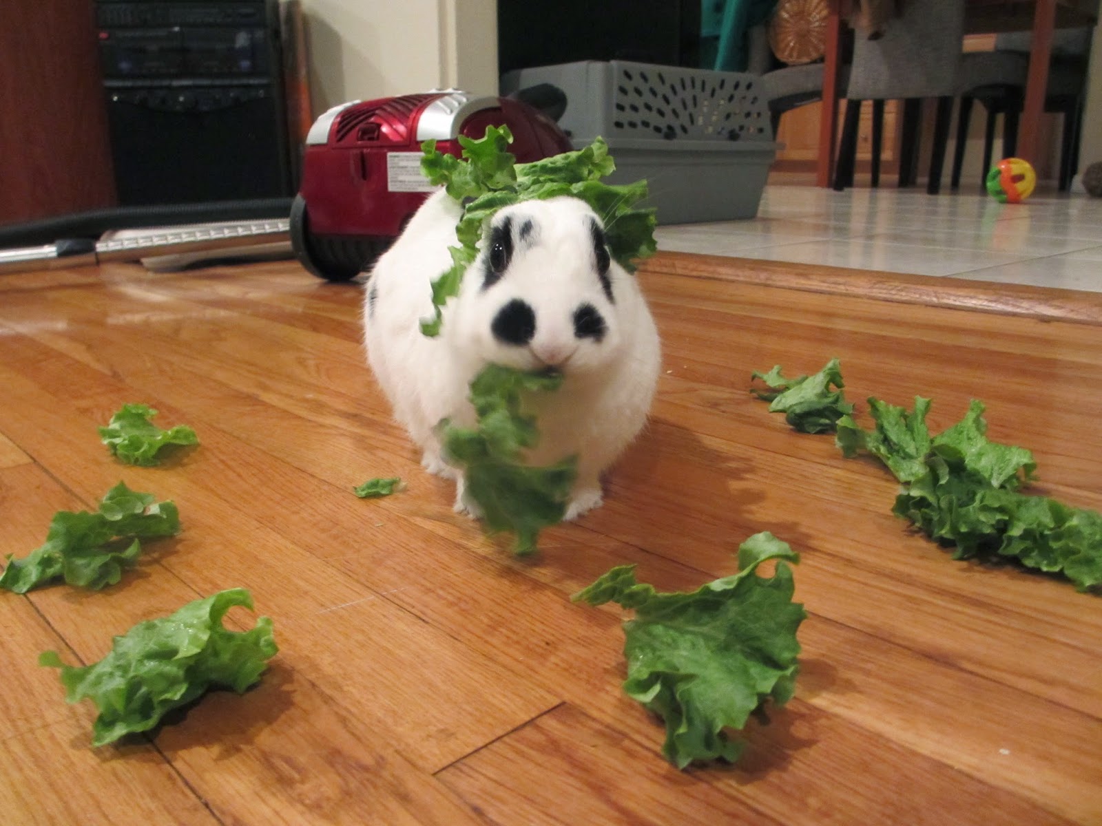 Justine's Blog: How to Raise a Perfect Pet Rabbit