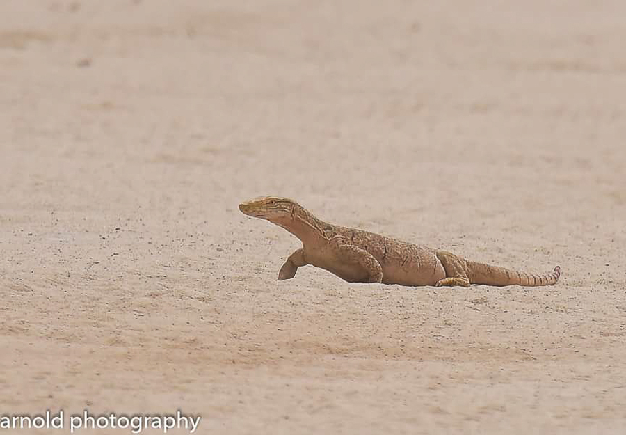 Birds of Saudi Arabia: Desert Monitor near Al Asfar Lake – Record by ...