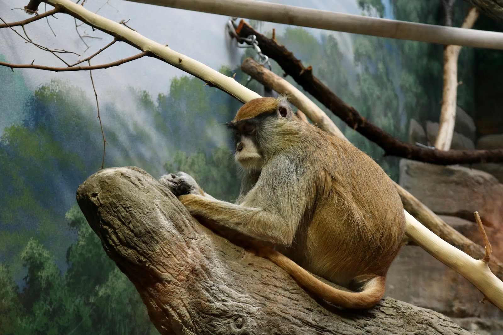 Amy's Creative Pursuits: Visiting the Como Park Zoo in Winter