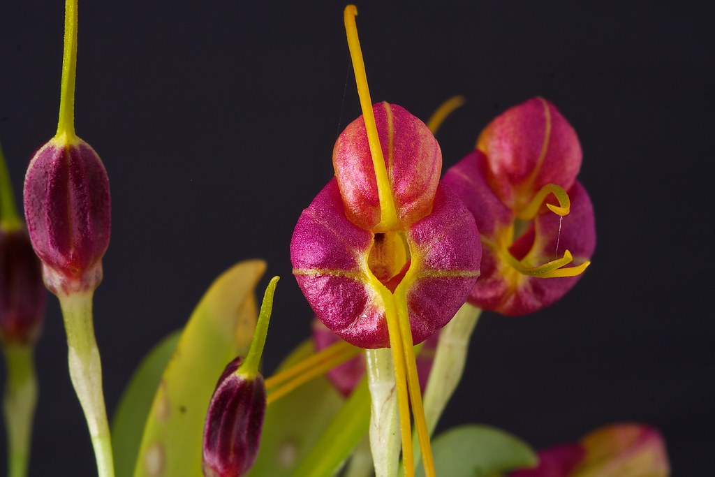 Masdevallia encephala care and culture | Travaldo's blog
