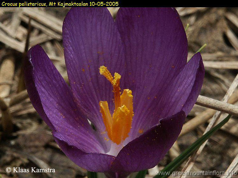 The Country Of Crocuses: Ocak 2013