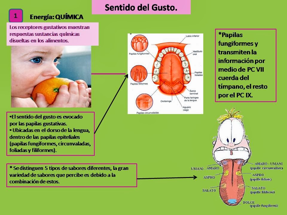 Sentido del Gusto | Blog de Fisiología Médica