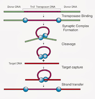 BIOLOGÍA MOLECULAR: Transposones