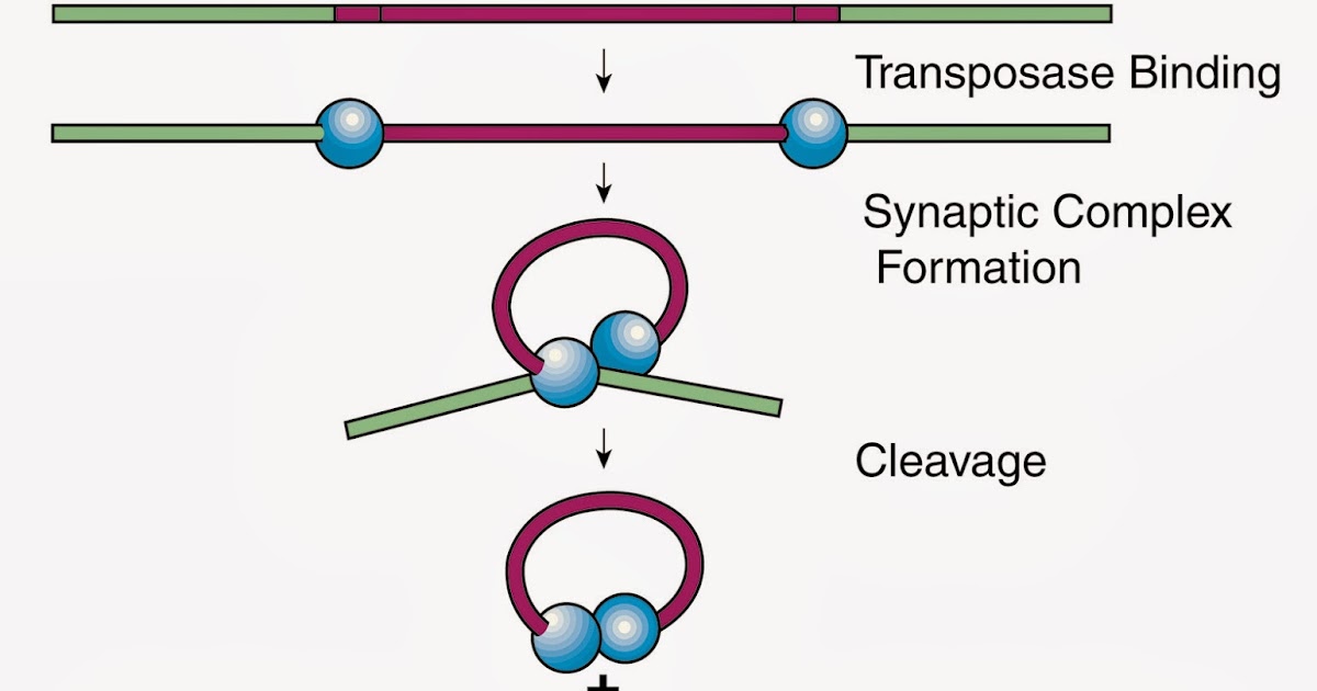 BIOLOGÍA MOLECULAR: Transposones