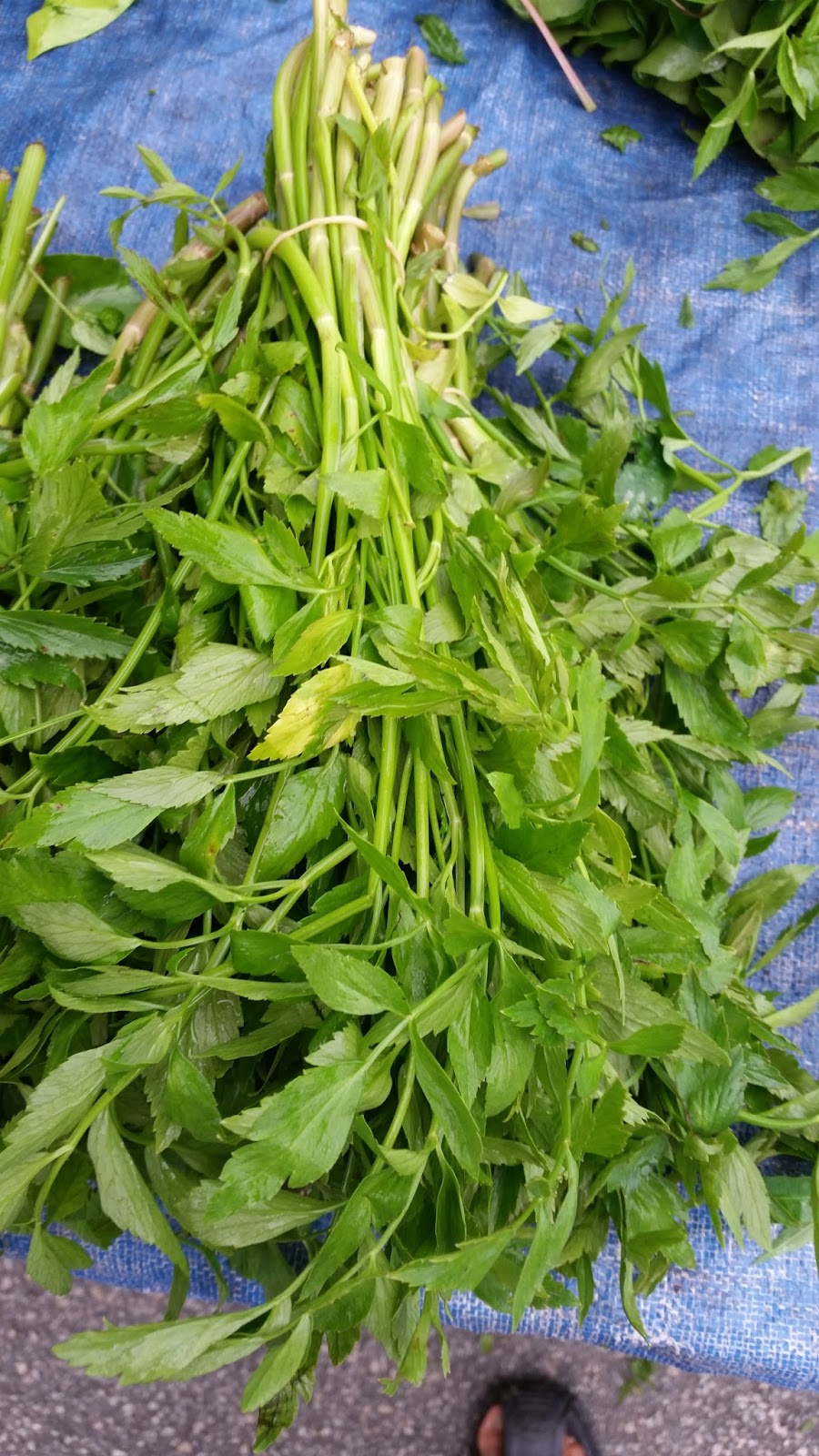 Warisan Petani: Pokok Selom