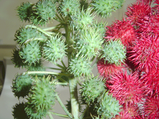 Mamonas Fruta - El oficio de Mamón - Noticias de la Villa : Mamão ...