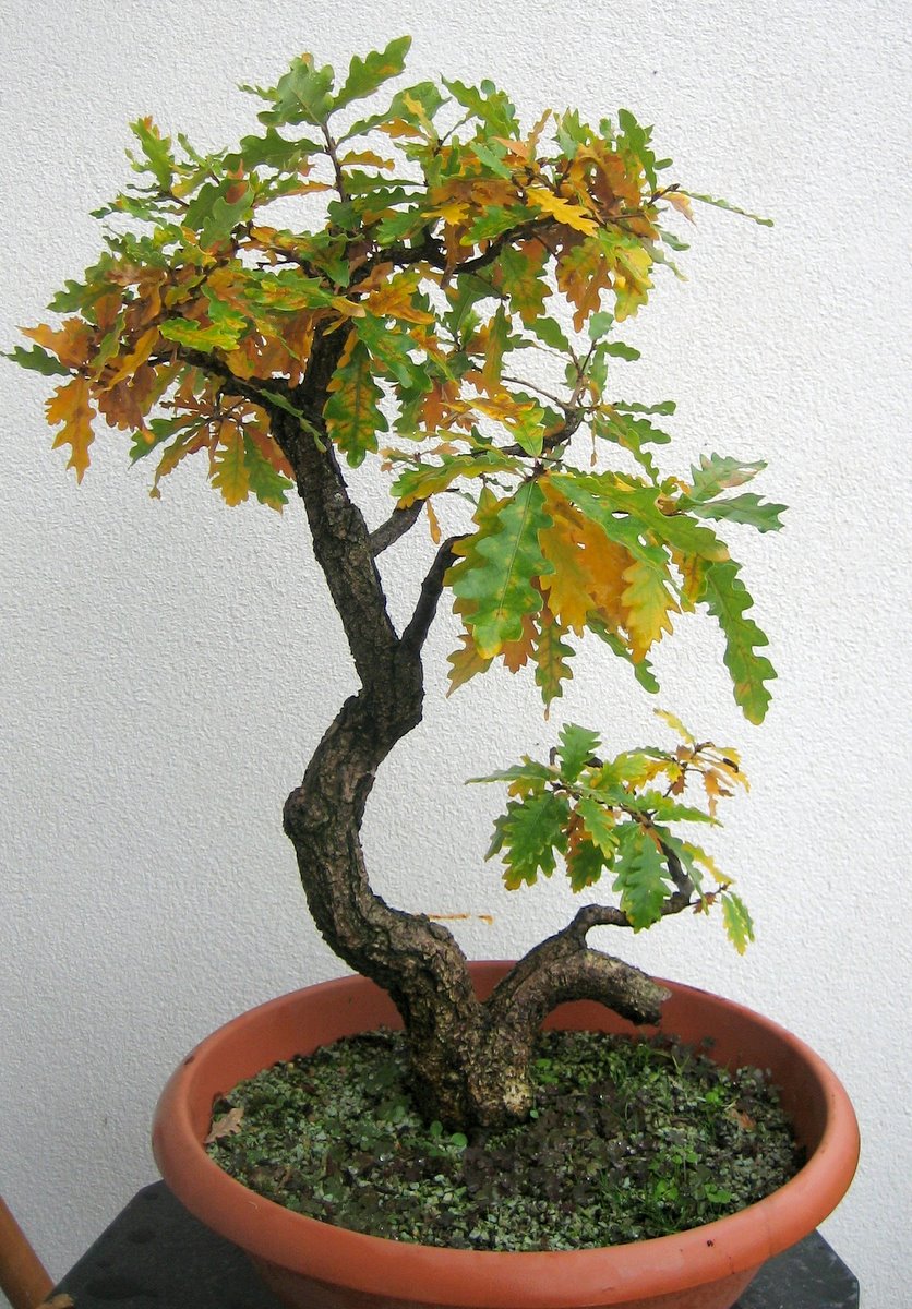Maros Bonsai Blog: Quercus pubescens No.4