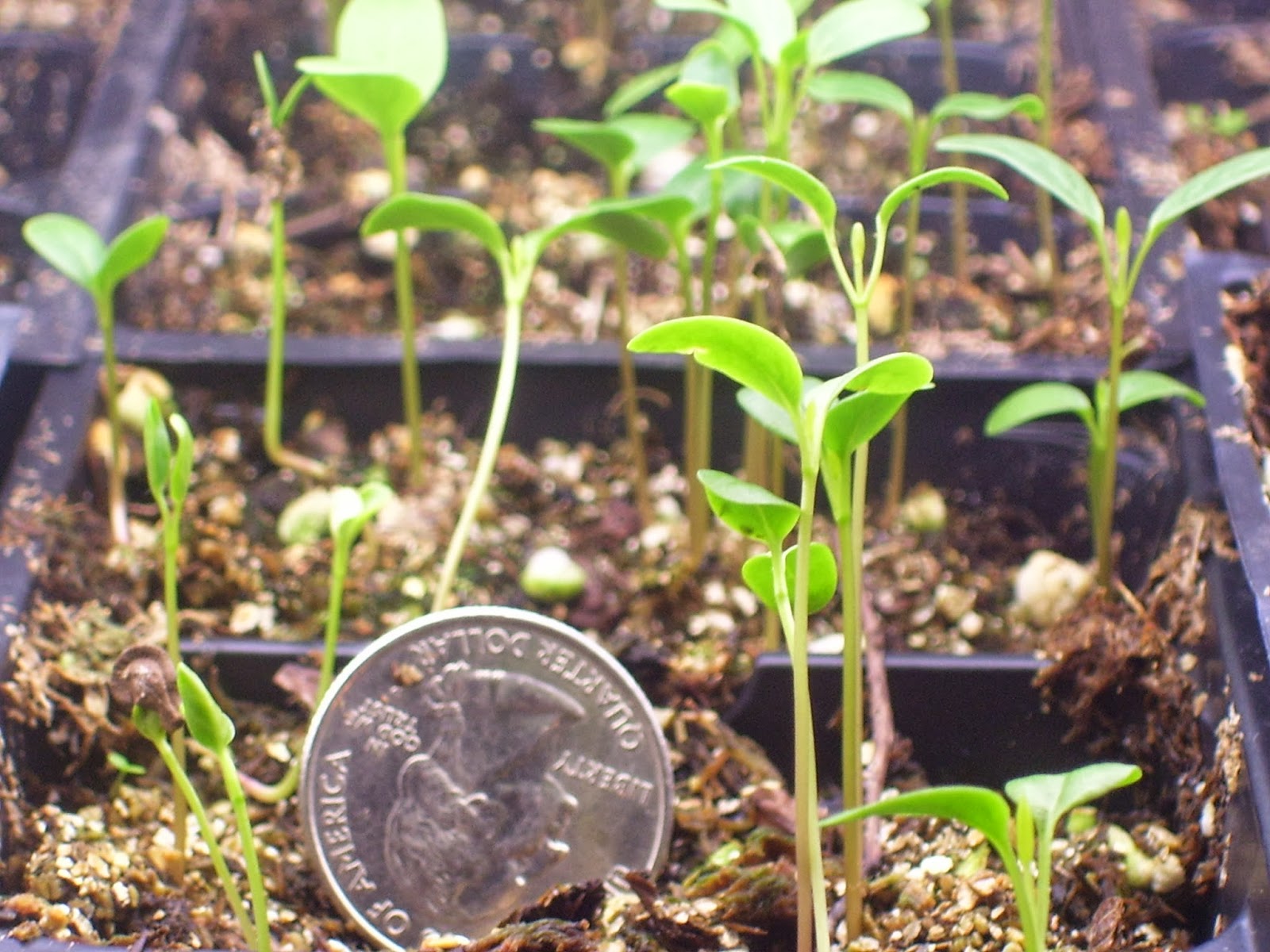 Nodding Onion Gardens: How to Grow Milkweed From Seed
