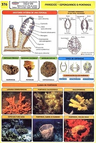LOS ESPONGIARIOS - PARAZOOS - PORÍFEROS