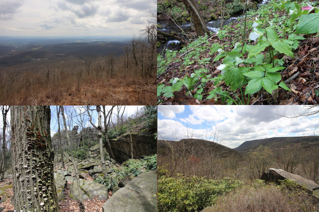 Gallitzin State Forest Recreation Guide: Awesome Hiking, Views, and ...