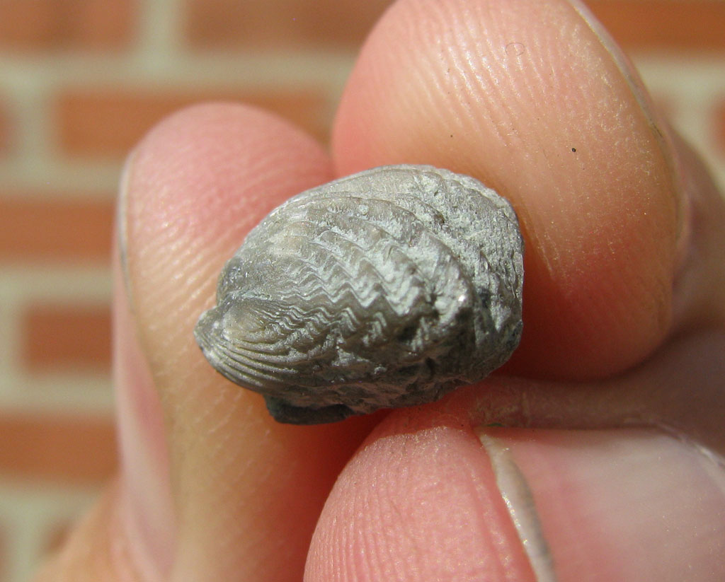 Views of the Mahantango: Machaeraria formosa brachiopod from the ...