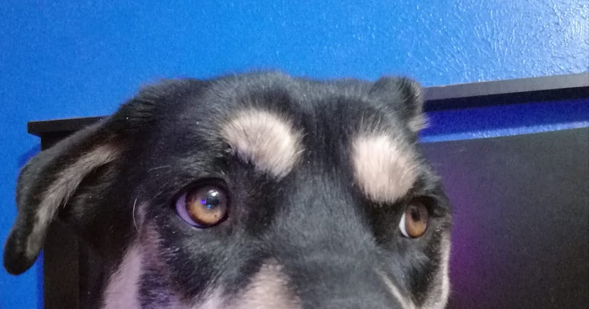 Rottsky = Rottweiler + Husky: Derpy Mondays