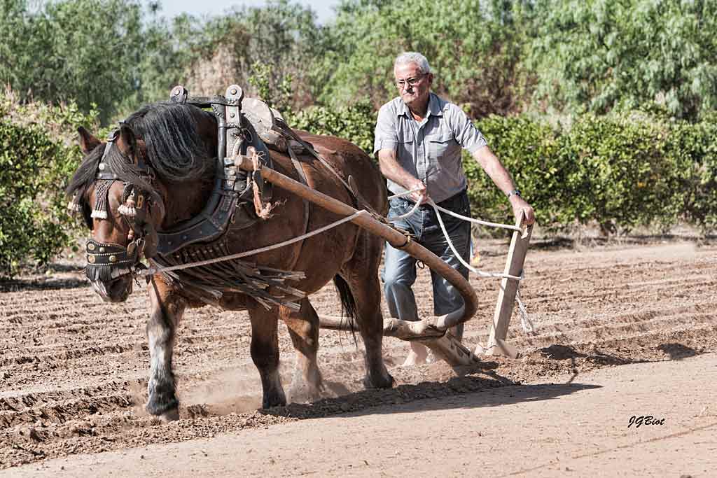 fotografias: El arado (llaurar)