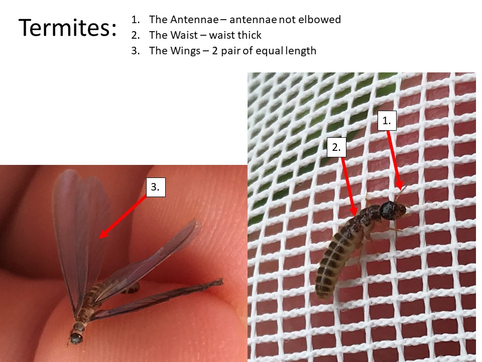 RGV Bug Blog: It's Swarming Season!