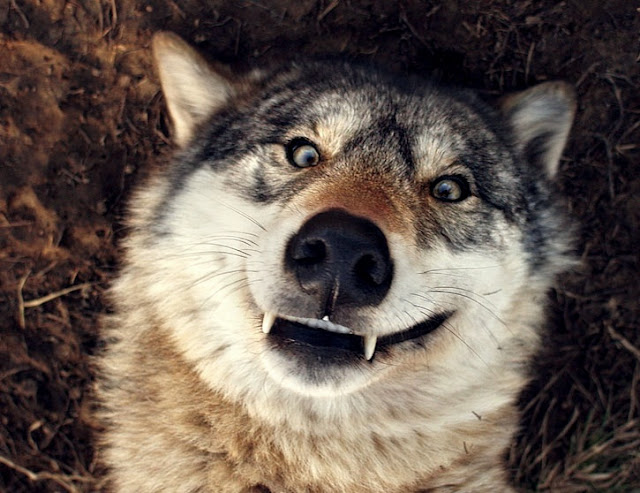 White Wolf : 17 Pictures Of Happiest Wolves Who Show The Best "Smiles"