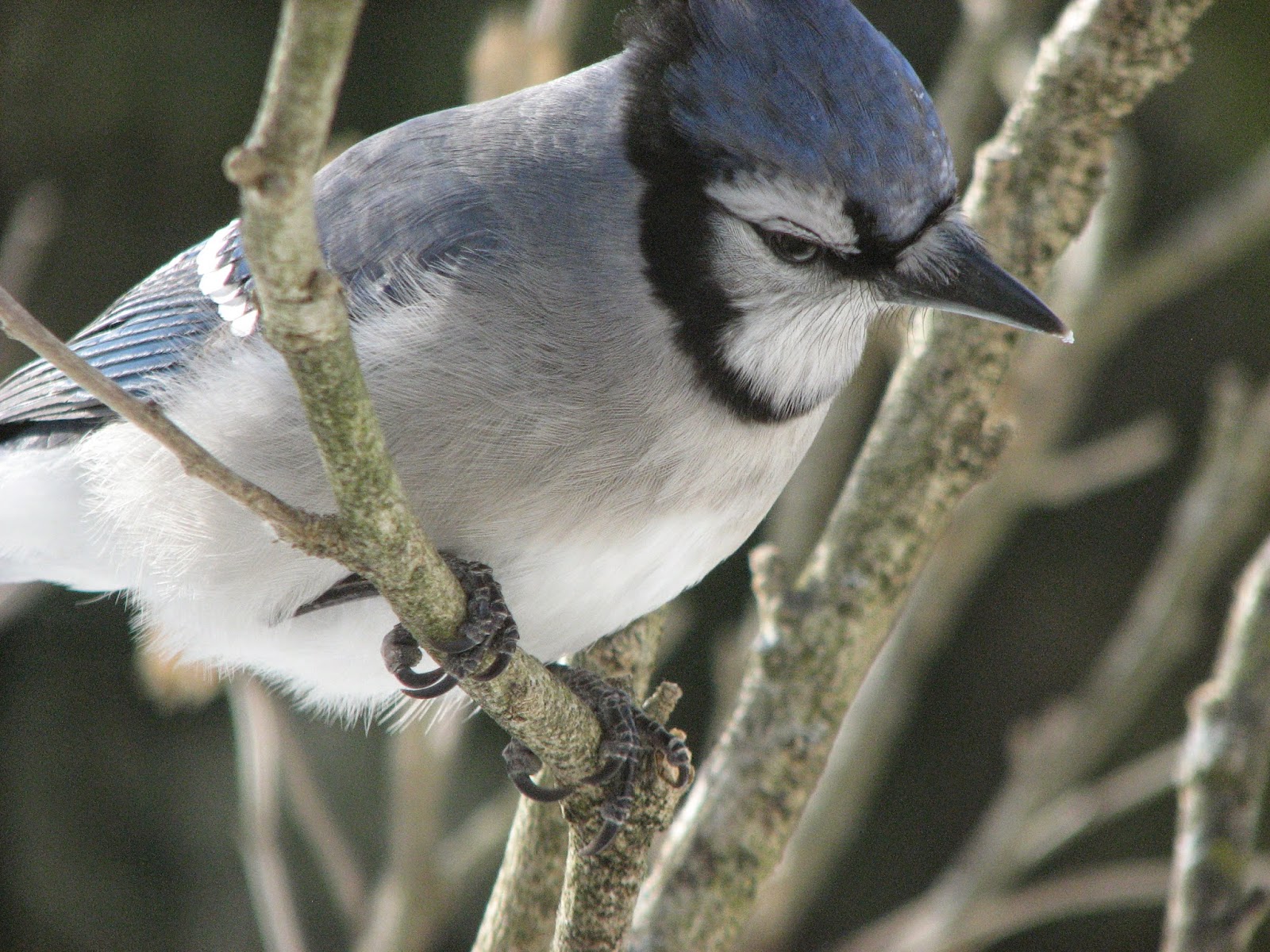 South Burlington birds: I got the blues Blue Jay photos | Litter with a ...