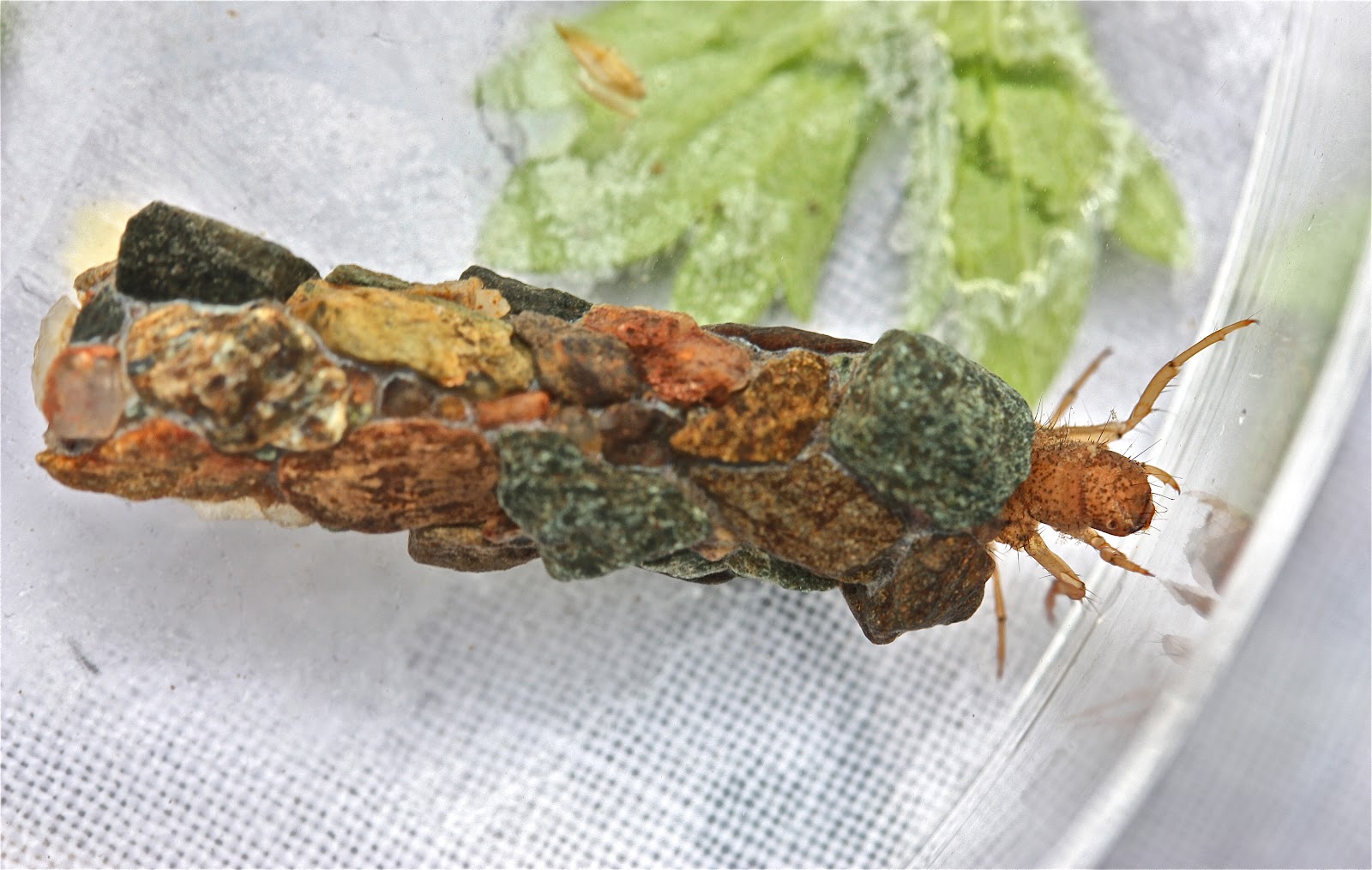 Aquatic Insects of Central Virginia: Pycnopsyche gentilis and ...