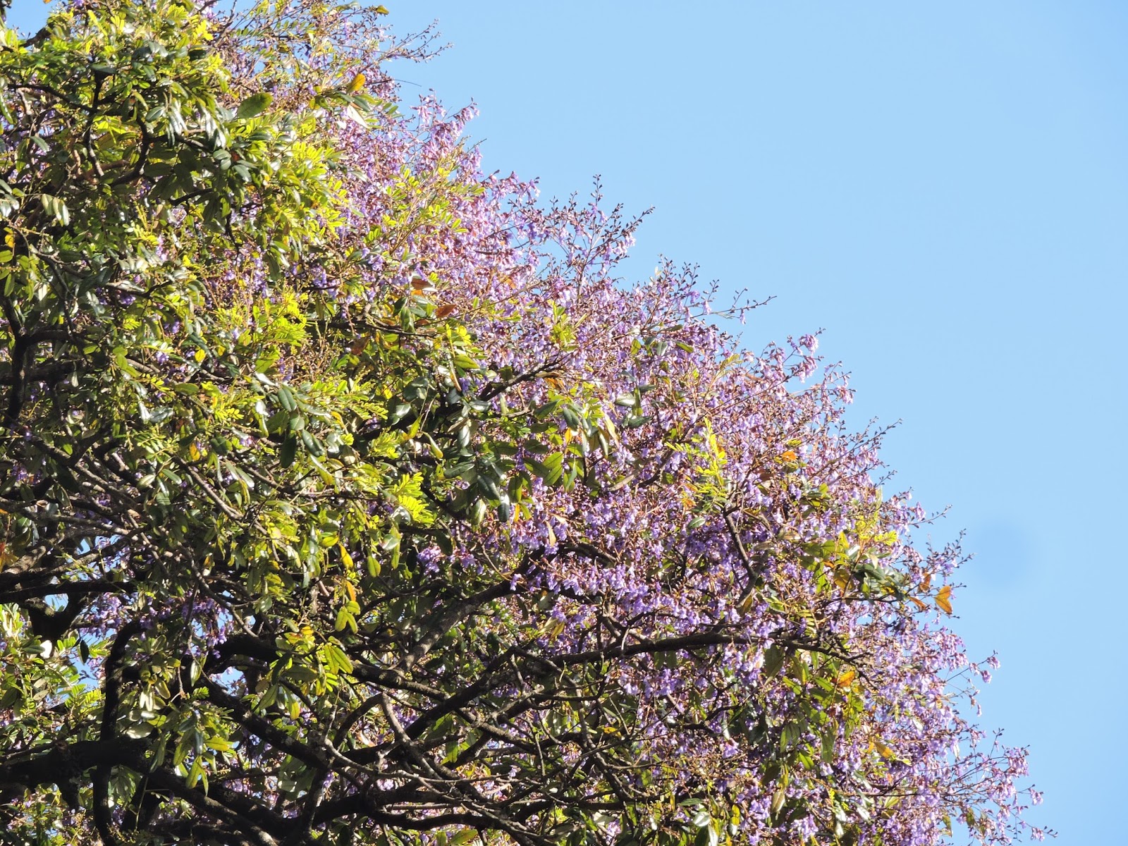 Fabaceae - Leguminosae no Brasil: Fabaceae - Bowdichia virgilioides ...