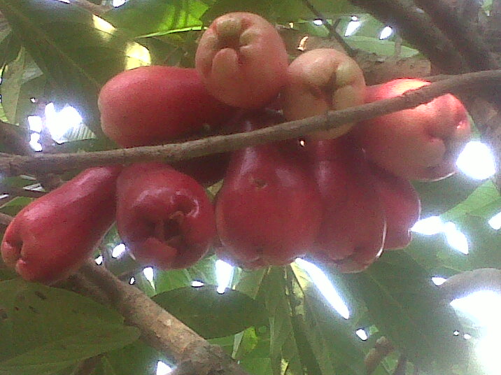 Pusat Penjualan Bibit Tanaman Buah: jambu bol jamaica